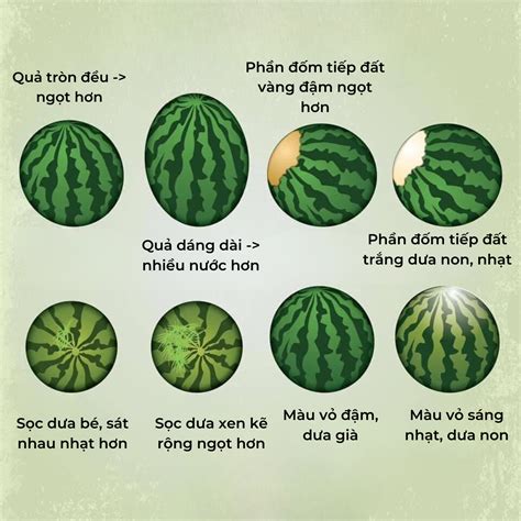 Nắng Nóng đã Về Chọn Dưa Hấu Giải Nhiệt Nhớ Chú ý điểm Này Mua 10