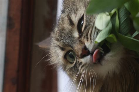 Top 7 Safe Succulents For Cats A Comprehensive Guide Caregroomlove