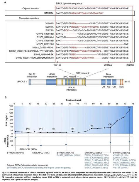 狡猾的brca回复突变为parpi耐药的重要原因——大型转移性去势抵抗性前列腺癌队列研究 知乎