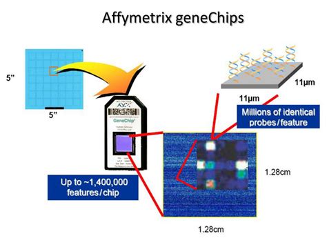 Ppt Laboratorio Bioinformatica Powerpoint Presentation Free Download