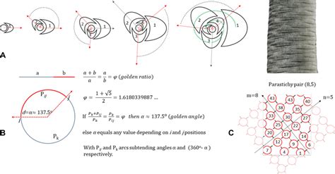 A Leaf Sequence At The Apex Following A Certain Divergence Angle D