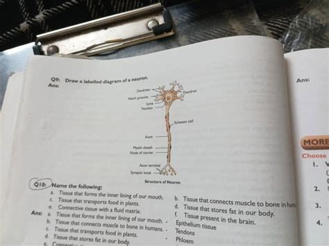 q9 draw a labelled diagram of a neuron ans ans q10 name the followin