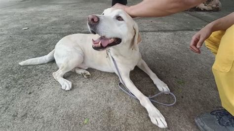 咬記者麥克風爆紅 搜救犬roger退居二線當狗教官