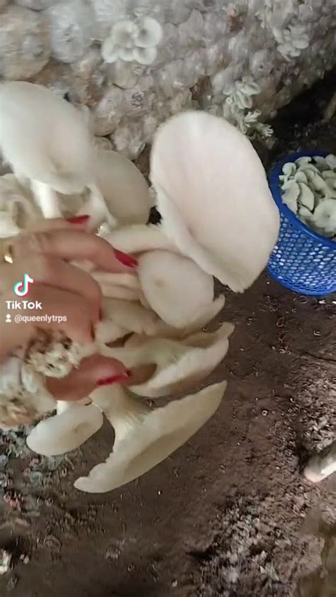 အိတ ငွေနှင်းမှို ၊ကောက်ရိုးမှို မျိုး အမျိုးမျိုးဖြန့်ဖြူးရေး Home