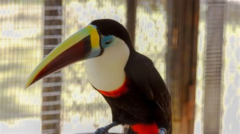 Toucan Bird Feather Free Photo On Pixabay Pixabay