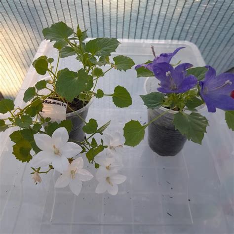 Квітковий рай в Квітковий рай в Україні крамниця квітів