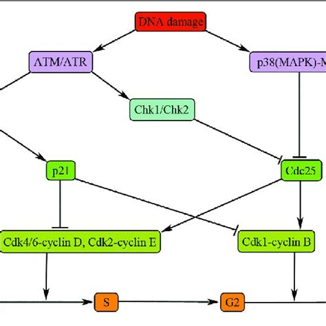 Cell Cycle Regulation After DNA Damage The Figure Illustrates The
