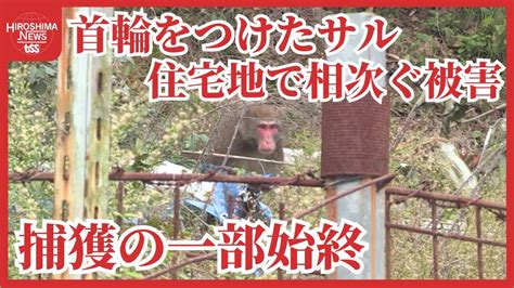 遂に御用！ 人を襲うサル捕獲まで一部始終 保護は難しく山奥に放す 広島・廿日市市 Youtube