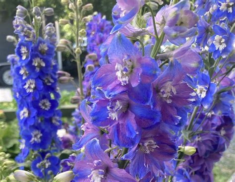 Growing Delphiniums Common Problems And How To Fix Them Growing Delphiniums Common Problems And How To Fix Them