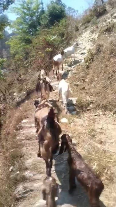😱pahad Sai Gira Gai Sab😱tiger Goat Animals Shorts Viral Trending