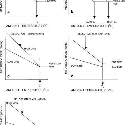 A±e Theoretical Interrelationships Between Resting Metabolic Rate Rmr