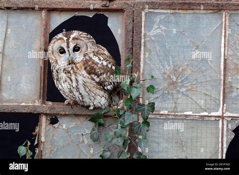 Tawny Tawny Owl Strix Aluco Adult Looking Out Of Broken Glass At