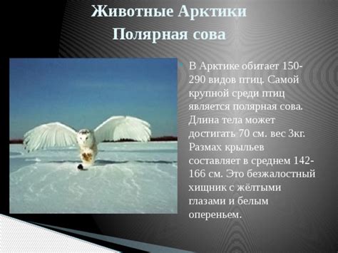 Презентация по окружающему миру 1 класс Животный мир холодных районов Земли