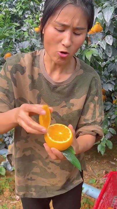 早晨的橙园非常美丽。女孩给大家介绍了这种又大又圆、多汁、非常甜的水果 橙子 农民生活 丰收季节 果园 农村 花园 Shorts