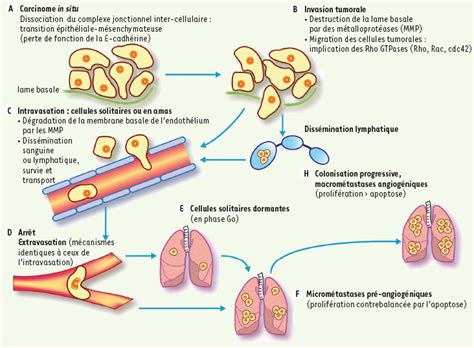 The Metastatic Process Download Scientific Diagram