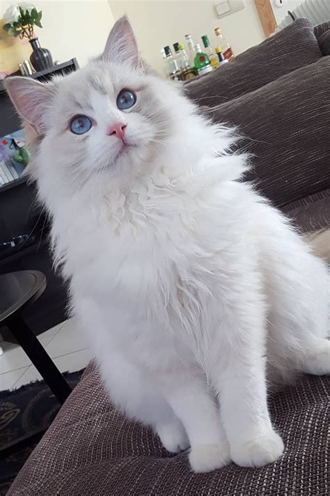 Ultimate Guide To Ragdoll Cat Colors 24 Cute Varieties