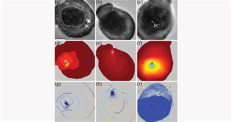 Reflection Interference Contrast Microscopy Aggorb