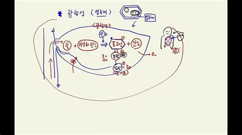 중2 4단원 식물과 에너지 6 광합성과 호흡 비교 Youtube