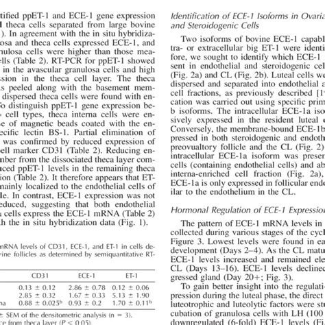 Detection Of Ece 1 Mrna In Sections Of Bovine Antral Follicles By In