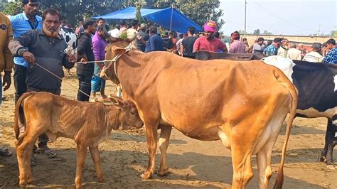আজ ১৩ ১ ২৫ জয়পুরহাটের খামারী কেমন দামে উন্নত জাতের দুধের গাভী ও