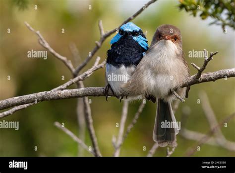 Male And Female Superb Fairywren Cuddling On A Branch Victoria