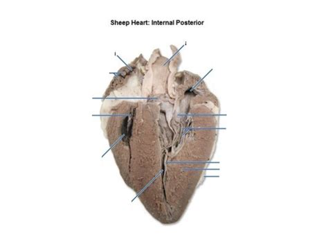 Sheep Heart Internal Posterior Diagram Quizlet