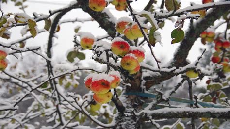 Winterizing Fruit Trees Top 5 Tips For Winter Care Dripworks