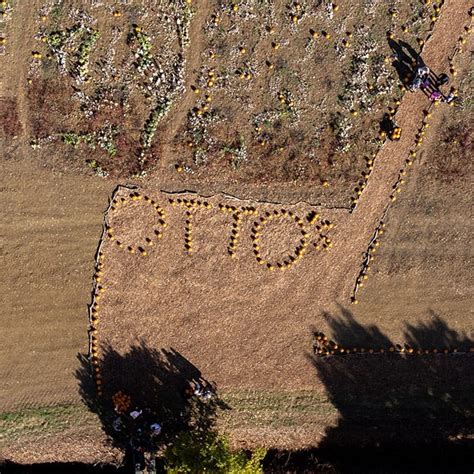 Pumpkin Patch Essex Pumpkin Picking Braintree Ottos Pumpkin Patch