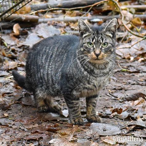 Mica Black Tabby In Tabby Cats Rescue