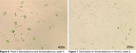 Figure 6 From Growth Of Filamentous Algae Compared To Microalgae Semantic Scholar
