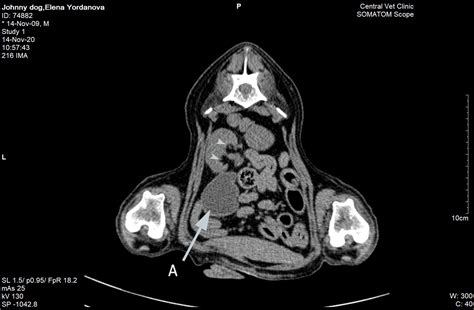 Congenital Pathology Of Duplicated Ureter Vets On The Balkans An Online Journal For