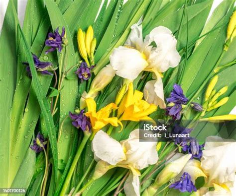 Daun Hijau Segar Kuncup Lily Kuning Bunga Iris Putih Lonceng Biru Dan Tetesan Embun Latar