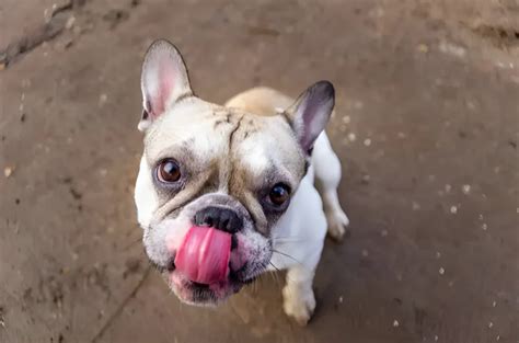 My Dog Drinks Their Own Urine Should I Worry What To Do Now