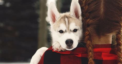 Pact Act Signed Into Law Making Animal Cruelty A Nationwide Felony