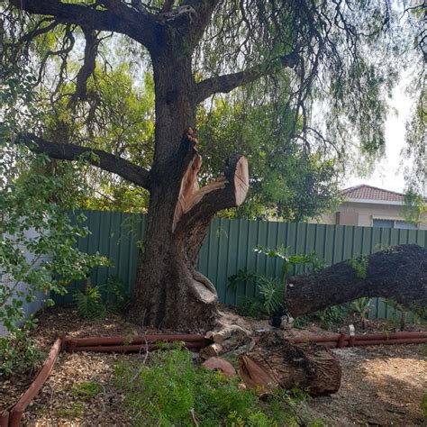Tree Removal Adelaide Tree Lopping Pruning Palm Tree Removal Near Me