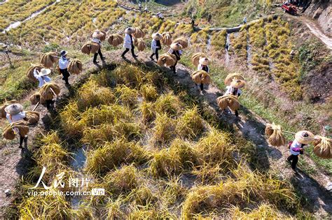 貴州從江香禾糯豐收4 圖片頻道 人民網