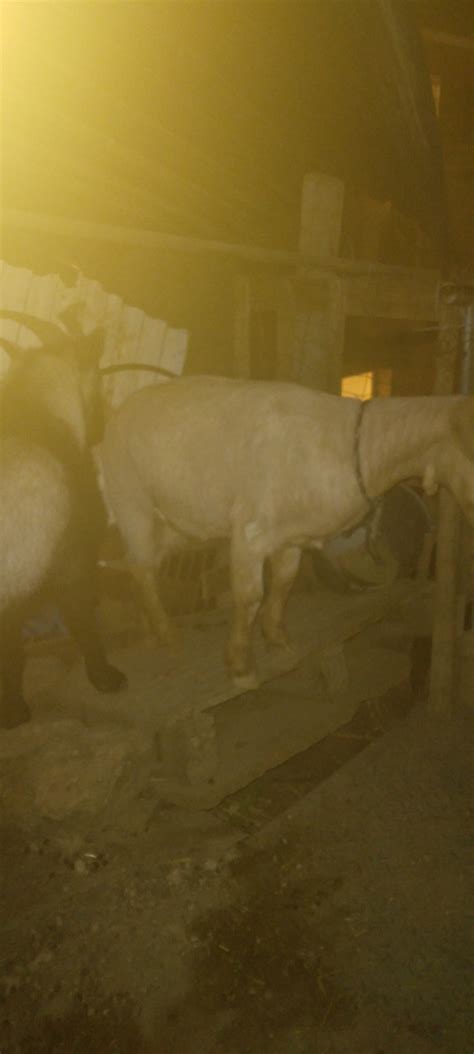 יפות ובריאות חצי ננסיות חיות מחמד עזים Ad