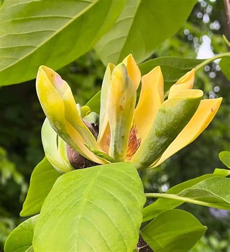 Plant Faqs Magnolia Acuminata Cucumber Tree