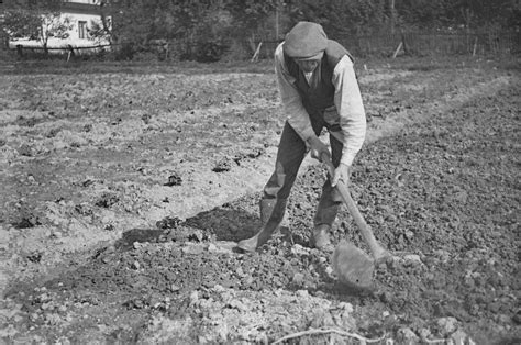 Fotogalerie Pěstování brambor v českých zemích Připomeňte si s námi co to je plečkování a k