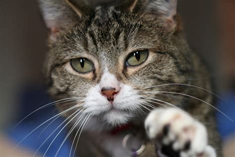 The Debunker Do Cats Use Their Whiskers For Balance Woot