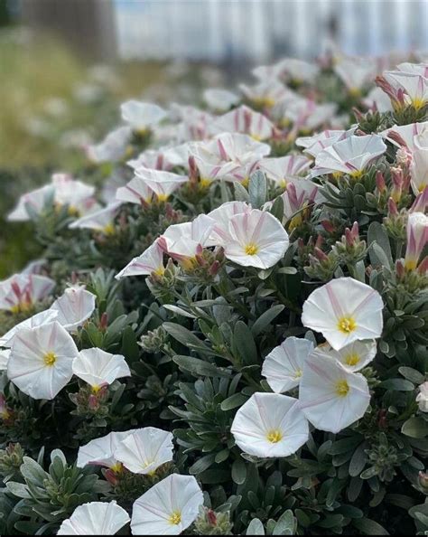 How To Grow Convolvulus Cneorum Earthone
