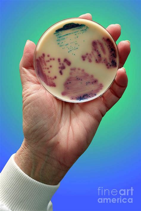 Cultured Li And Enterococcus Bacteria Photograph By Doncaster And
