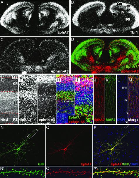 Expression Of Epha7 And Its Ligand Ephrin A5 During Corticogenesis