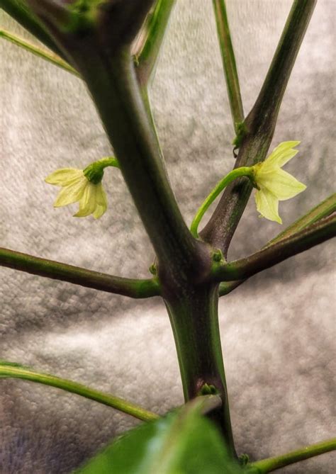 3 Week Update On Mini Dwc Peppers Rhydroponics