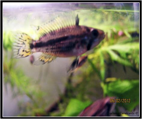 Ciclídeos Anões Apistogramma Cacatuoides Triple Red