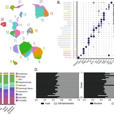 Snrnaseq And Clustering A After Quality Controls ~190 000 Nuclei Download Scientific Diagram