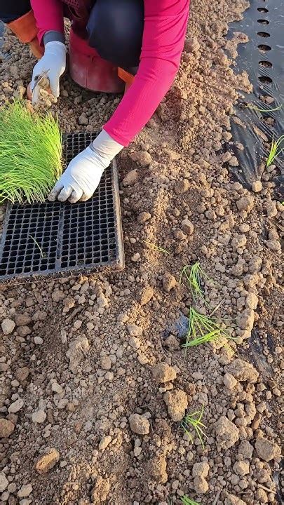 대파 모종 이렇게 심으면 안됩니다인건비가 많이 듭니다 손으로 심어야 빨리 심습니다 대파심는방법 Youtube