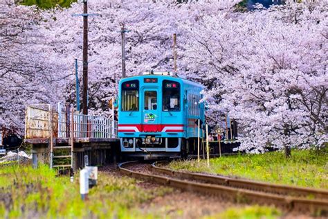 桜満開のトンネル 桜 満開 トンネル 絶景