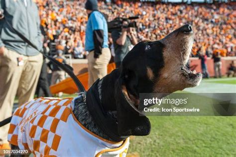 Tennessee Mascot Photos And Premium High Res Pictures Getty Images