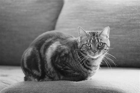 Premium Photo Portrait Of Cat Sitting On Floor